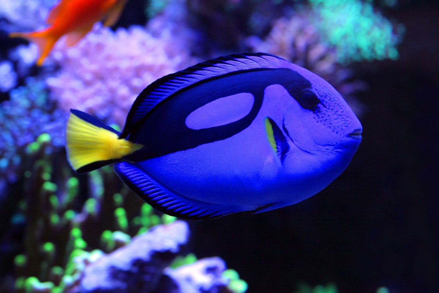 Finding Dory Aquarium | Aquarium Architecture