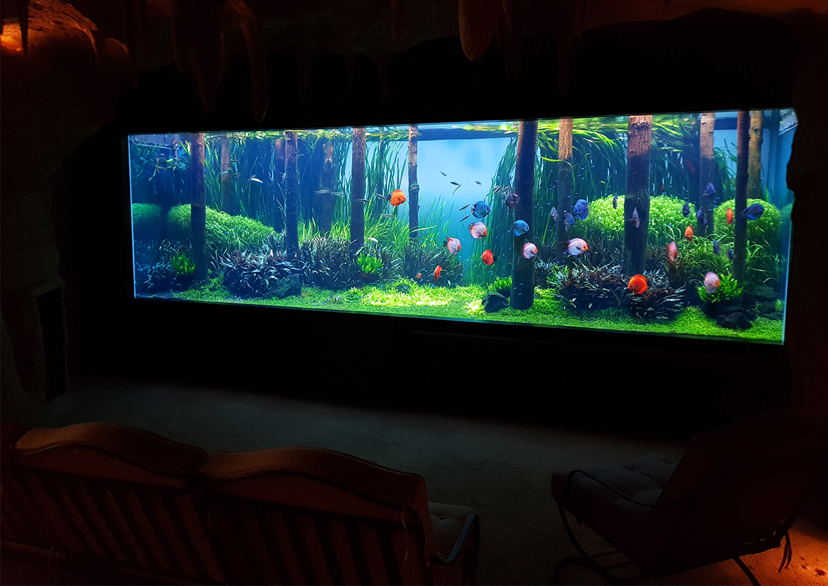 Freshwater Plants Selection - Aquarium Architecture